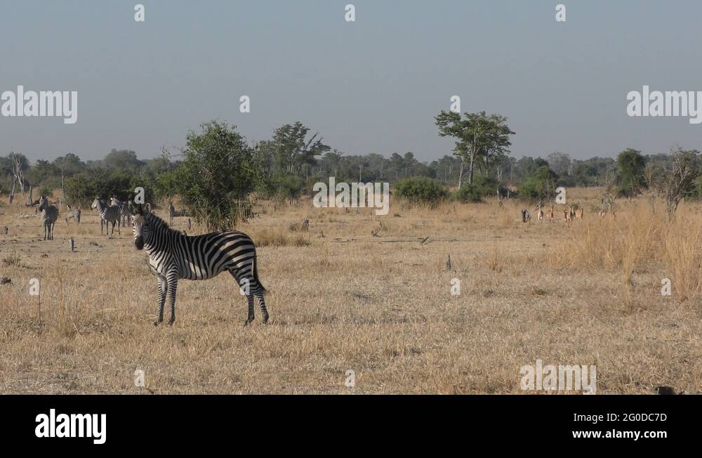 Zebra and impala Stock Videos & Footage - HD and 4K Video Clips - Alamy