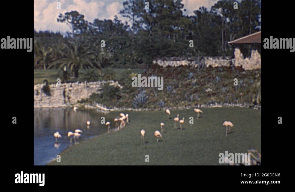 Vintage flamingo florida Stock Videos & Footage - HD and 4K Video Clips ...