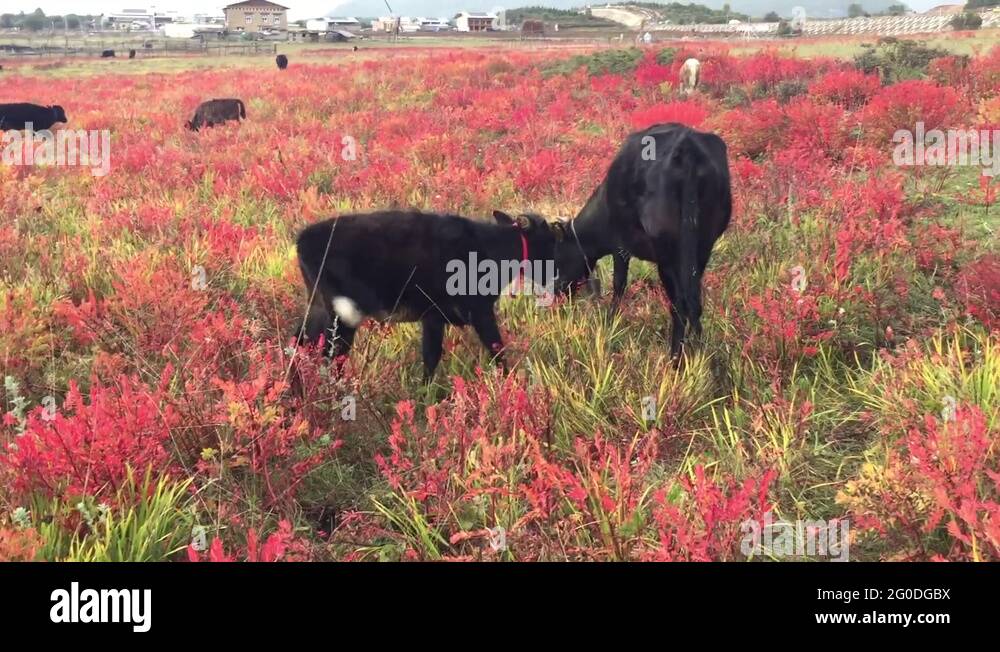 Wolf farm cow Stock Videos & Footage - HD and 4K Video Clips - Alamy