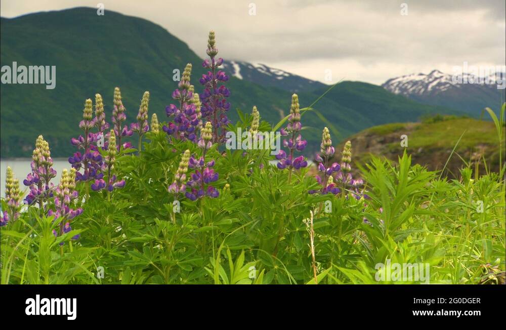 Alaska spring wildflowers Stock Videos & Footage - HD and 4K Video ...