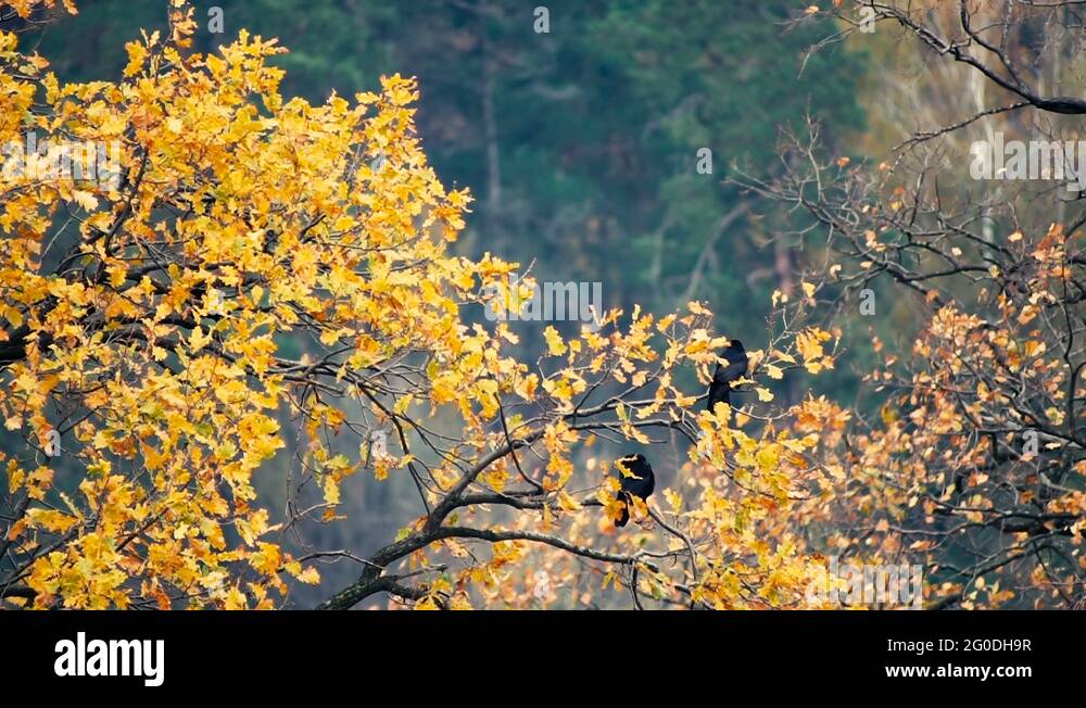 Tree branch outline Stock Videos & Footage - HD and 4K Video Clips - Alamy
