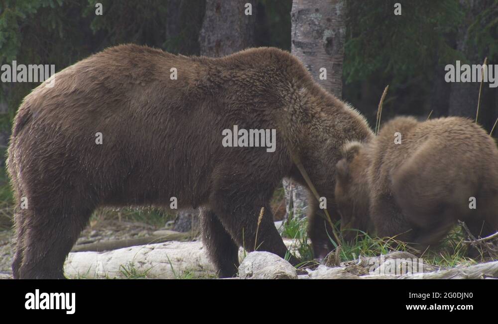Alaskan brown bear cubs cub fish fishing Stock Videos & Footage - HD ...