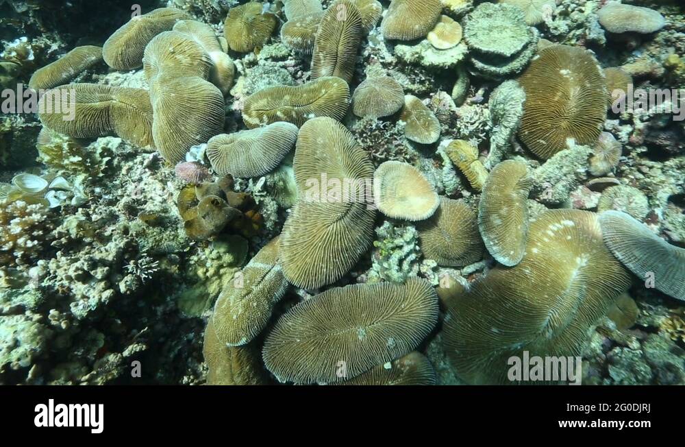 Disc coral (Ctenactis echinata) on ocean floor, Palawan Island Stock ...