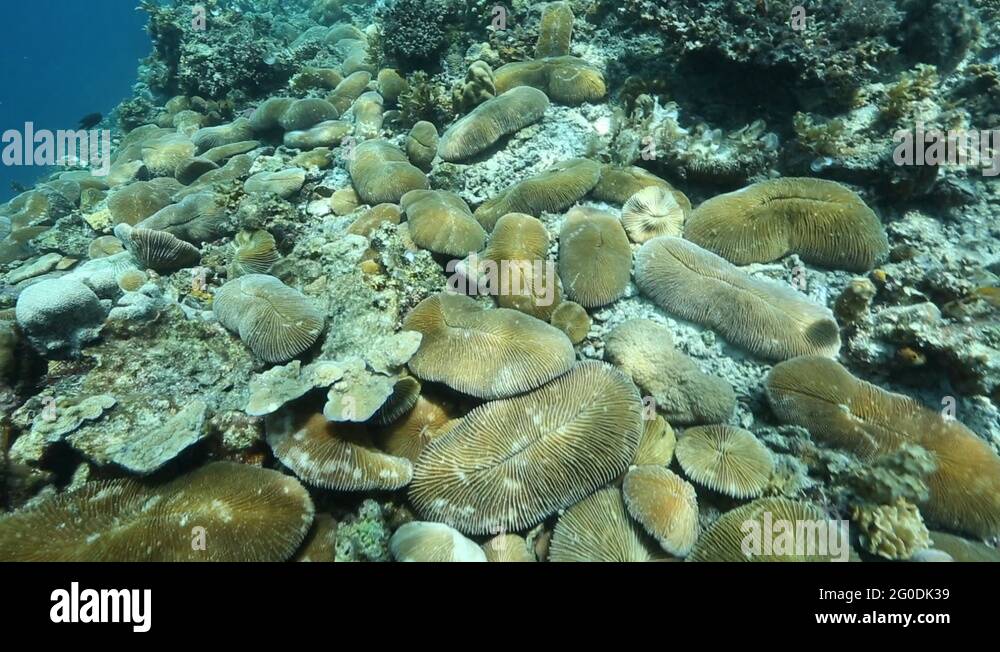 Disc coral (Ctenactis echinata) on ocean floor, Palawan Island Stock ...