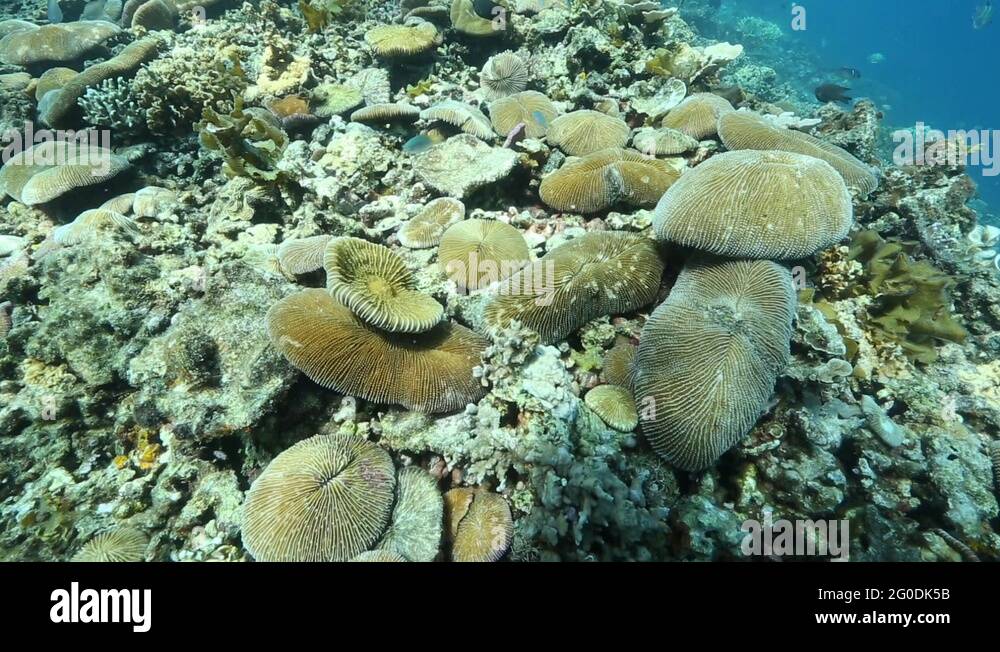 Disc coral (Ctenactis echinata) on ocean floor, Palawan Island Stock ...