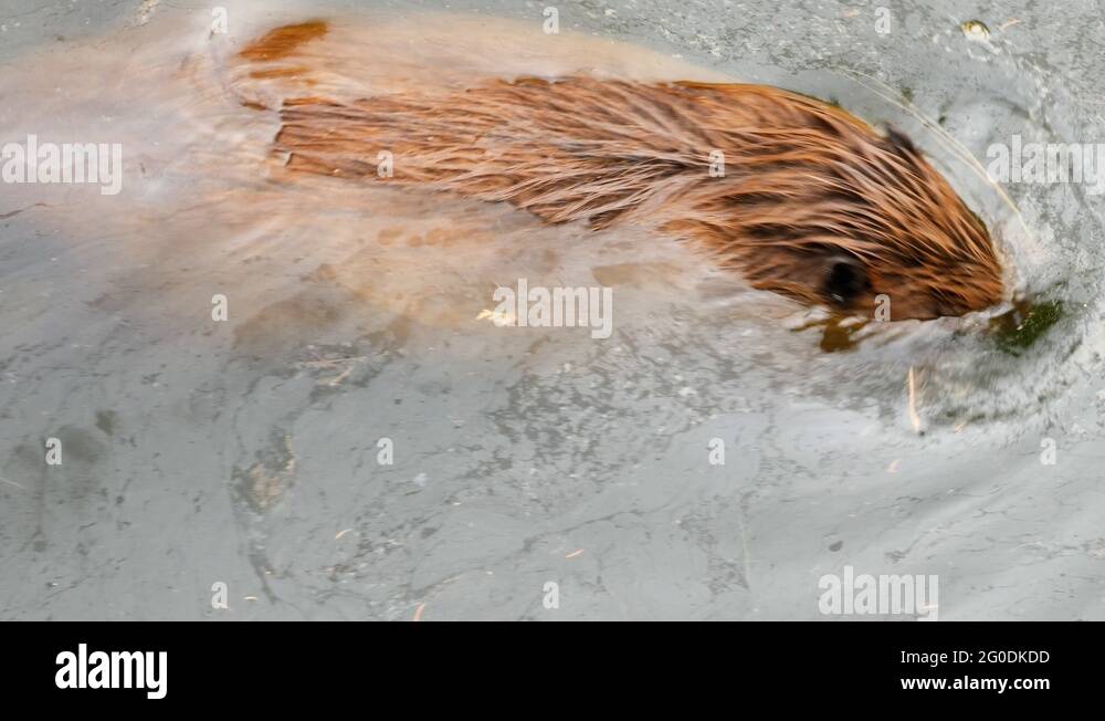 North american beaver swimming in zoo Stock Videos & Footage - HD and ...
