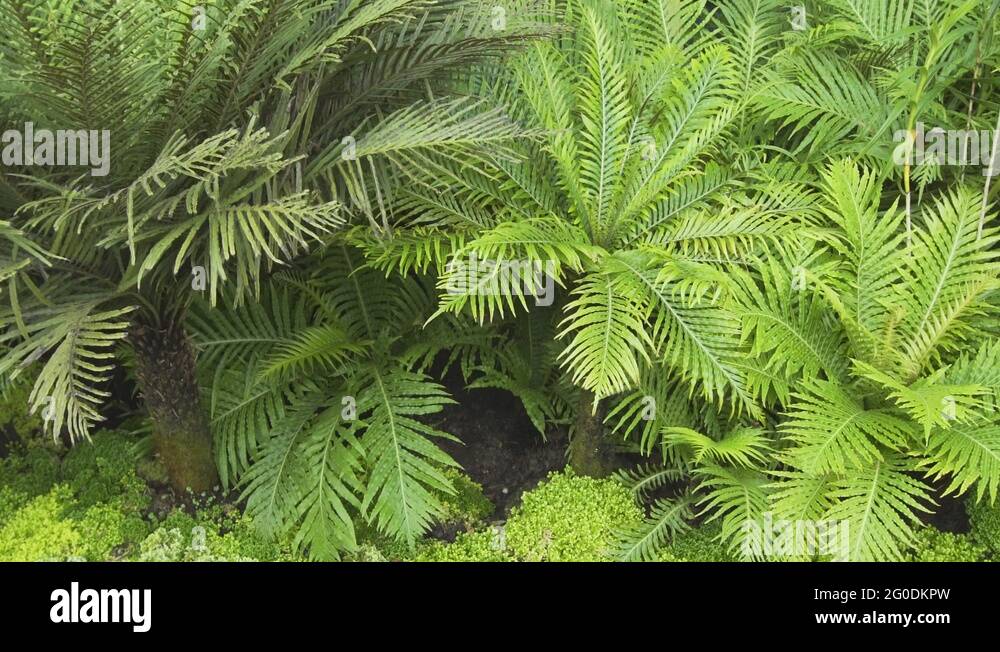 Ferns conservatory Stock Videos & Footage - HD and 4K Video Clips - Alamy
