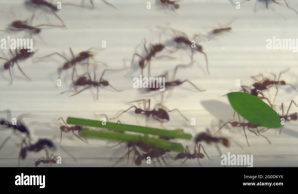 Matter zoology Stock Videos & Footage - HD and 4K Video Clips - Alamy