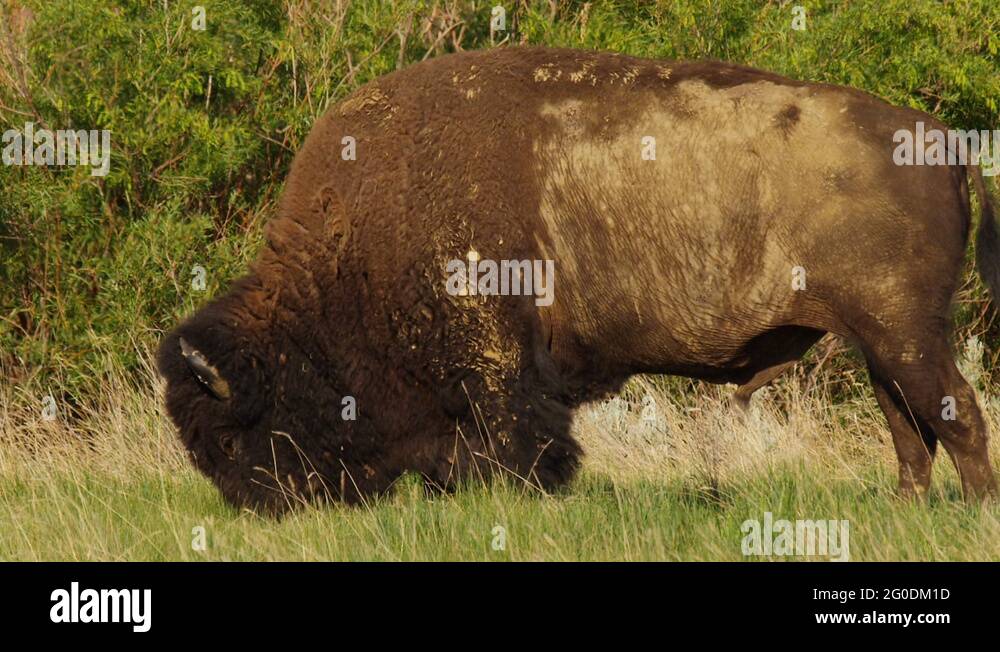 Bull testicles Stock Videos & Footage - HD and 4K Video Clips - Alamy