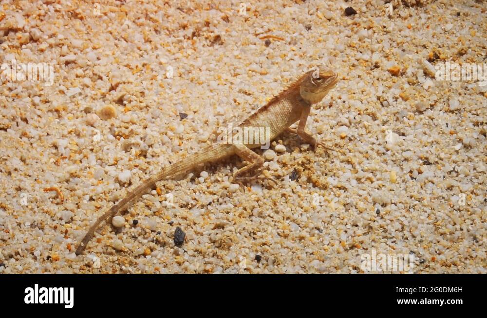 Beige lizard Stock Videos & Footage - HD and 4K Video Clips - Alamy