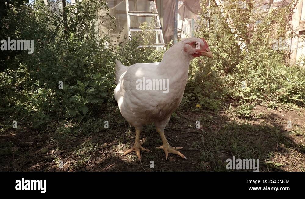 Chicken ladder Stock Videos & Footage - HD and 4K Video Clips - Alamy