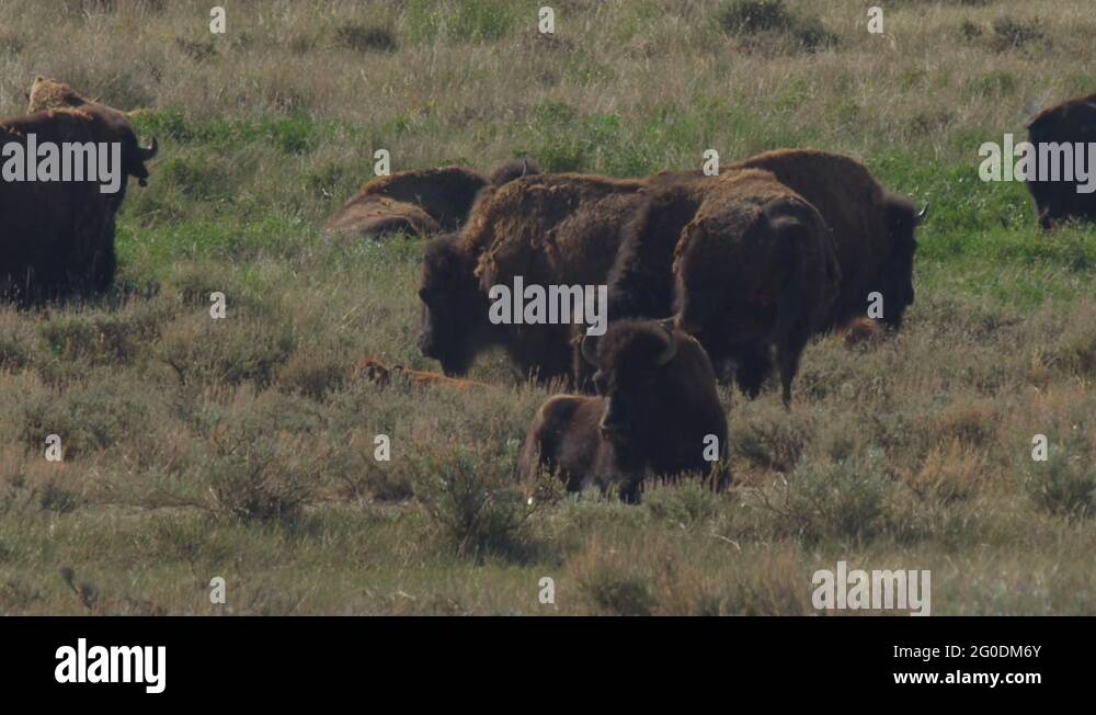 Cow bull heat Stock Videos & Footage - HD and 4K Video Clips - Alamy