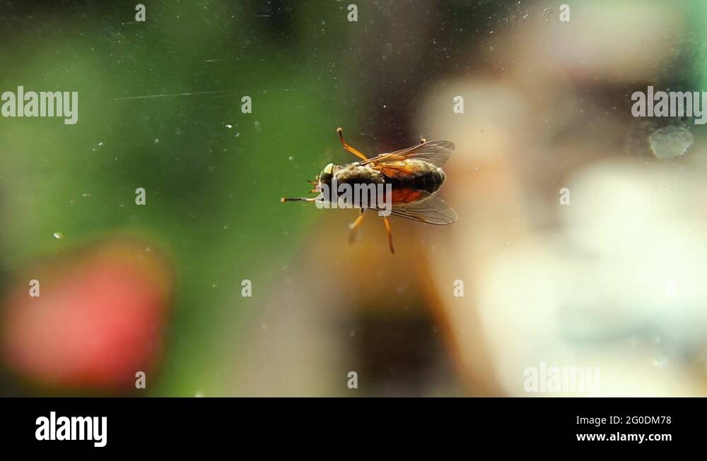 Creeping insect Stock Videos & Footage - HD and 4K Video Clips - Alamy