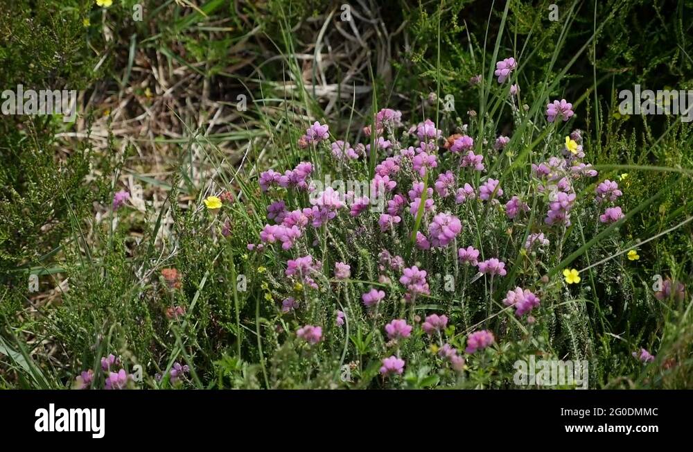Heather ireland Stock Videos & Footage - HD and 4K Video Clips - Alamy