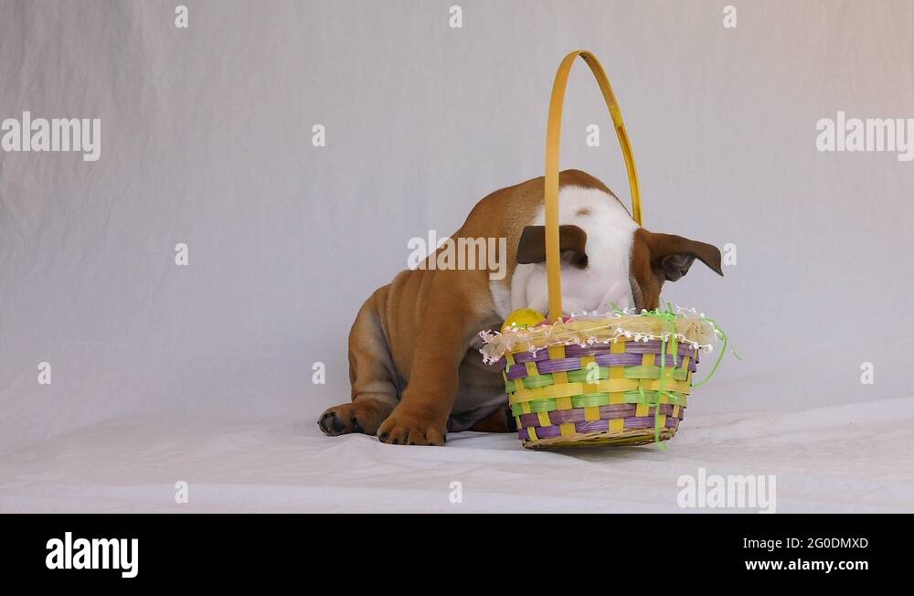 English hunting dog Stock Videos & Footage - HD and 4K Video Clips - Alamy