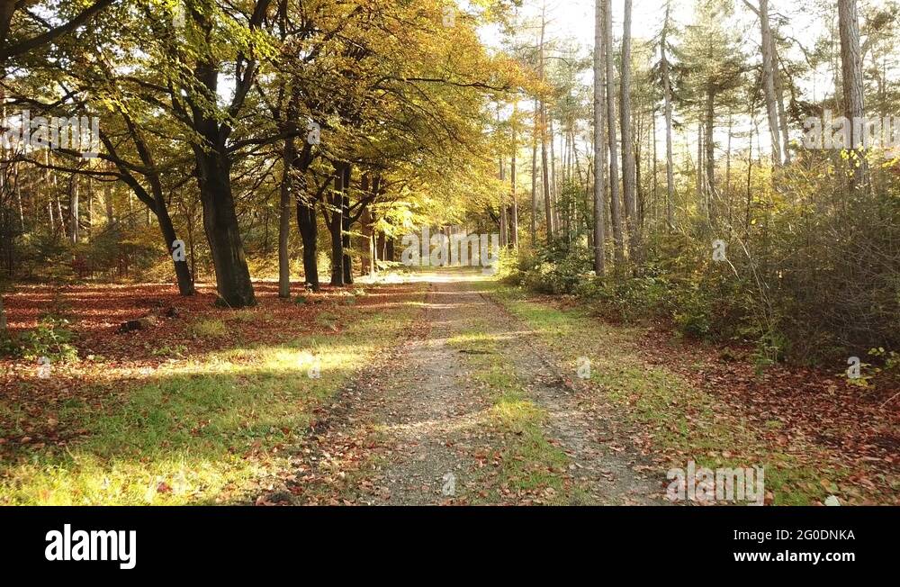 Magical lane Stock Videos & Footage - HD and 4K Video Clips - Alamy