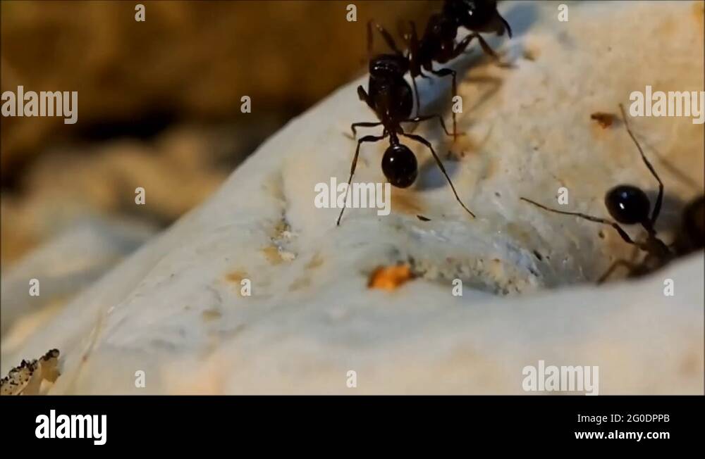 Animal communication Stock Videos & Footage - HD and 4K Video Clips - Alamy