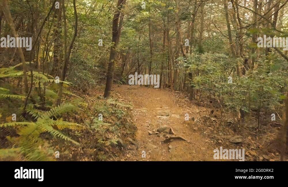 Forest path japan Stock Videos & Footage - HD and 4K Video Clips - Alamy