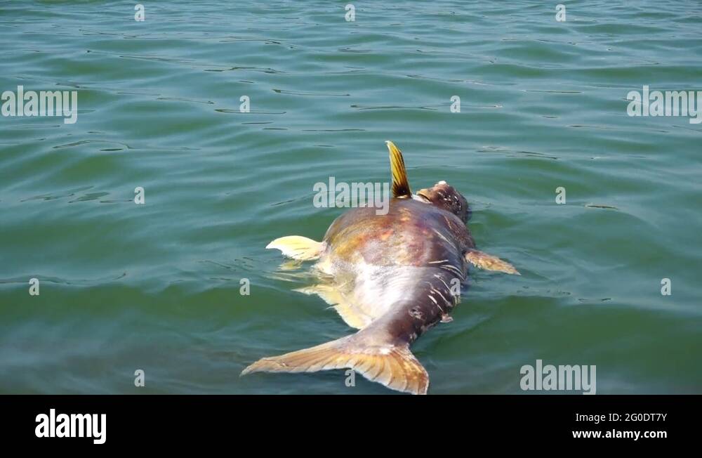 Life cycle in the freshwater.A fish eat fish died Stock Video Footage ...