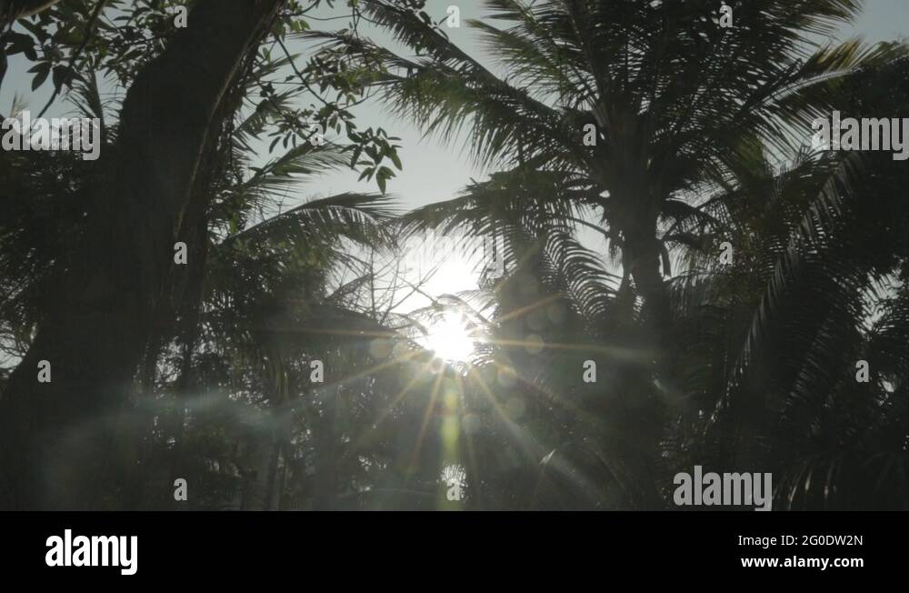 Tropical environment establishing shot sun Stock Videos & Footage - HD ...
