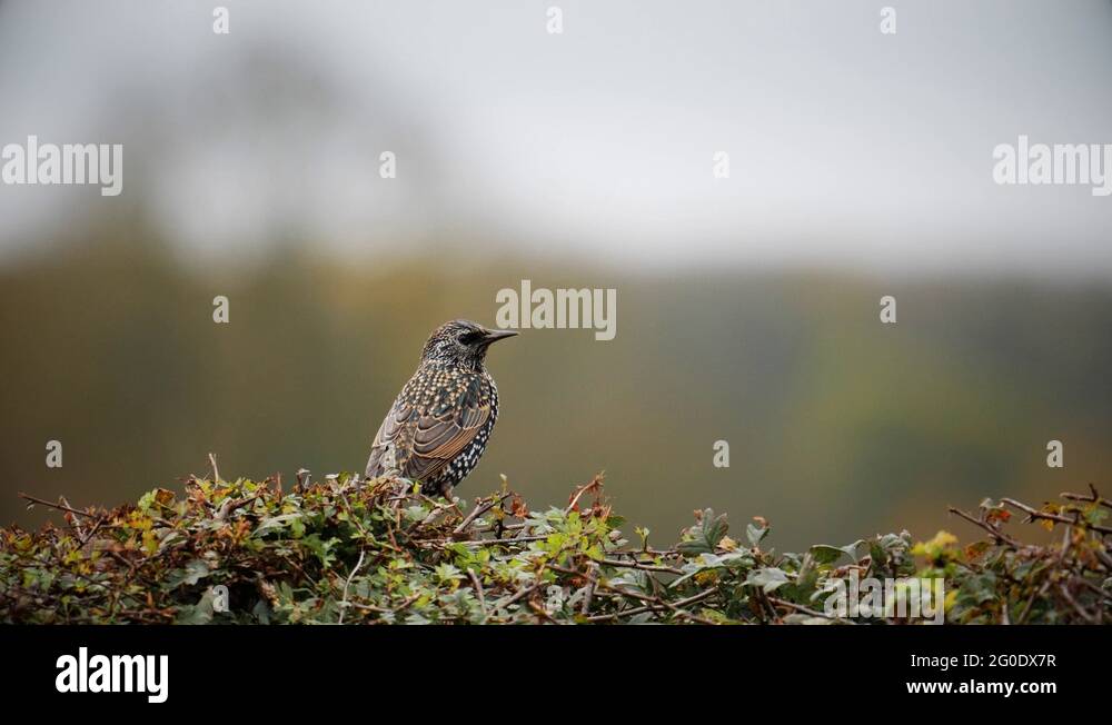 English starling Stock Videos & Footage - HD and 4K Video Clips - Alamy