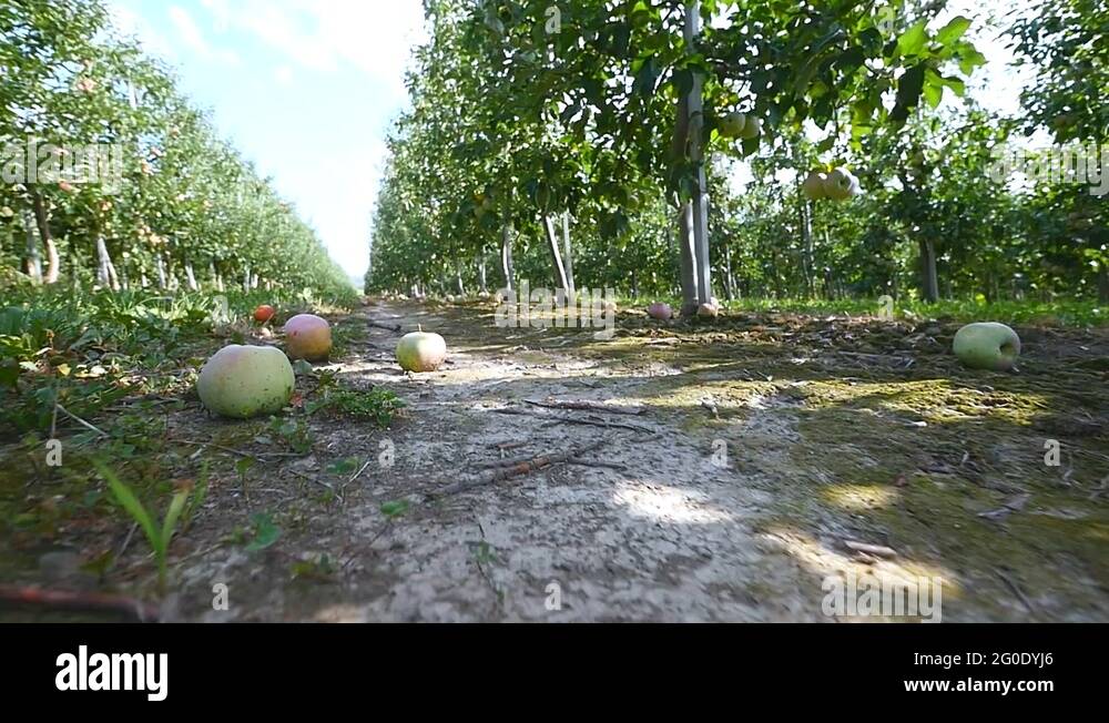 Footpath lane passage pathway Stock Videos & Footage - HD and 4K Video ...