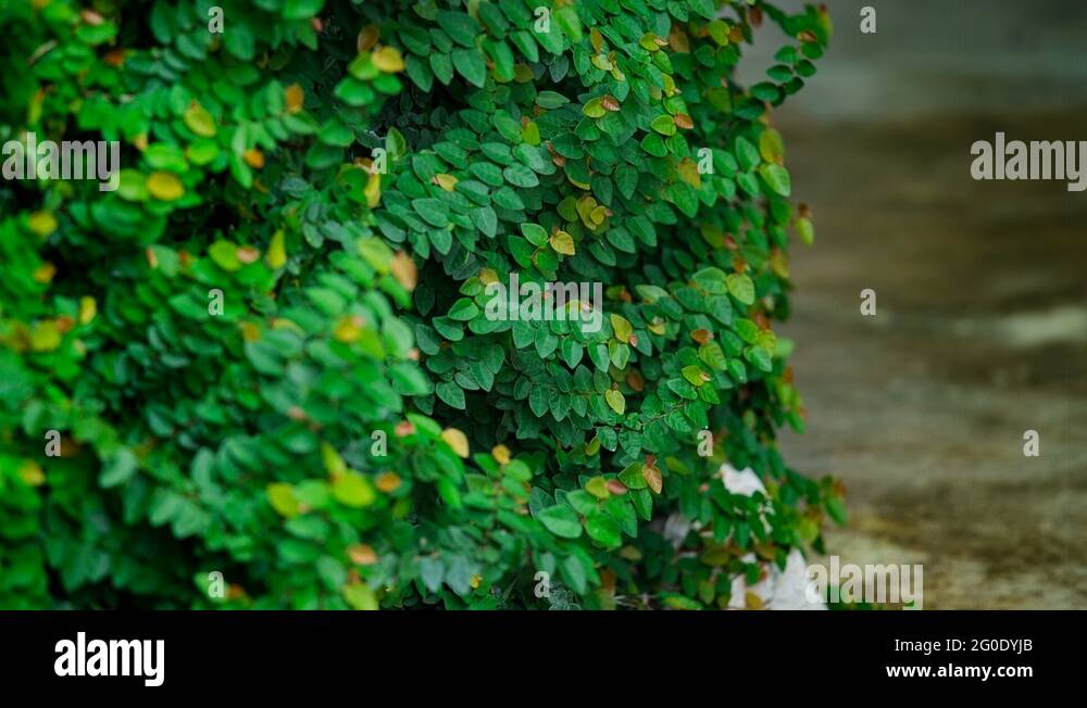 Creepers architecture Stock Videos & Footage - HD and 4K Video Clips ...