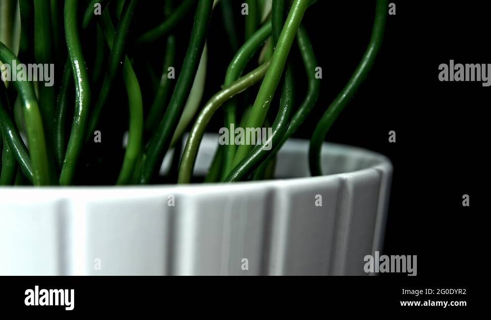 Tangled white plant Stock Videos & Footage - HD and 4K Video Clips - Alamy