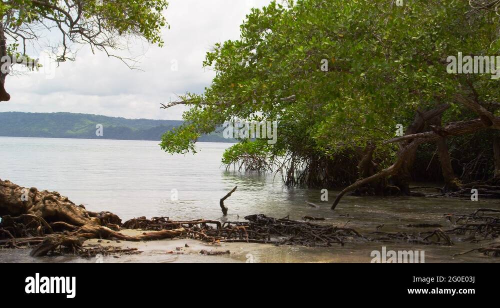 Massive mangrove trees on the tropical beach and jungle. Red Digital ...