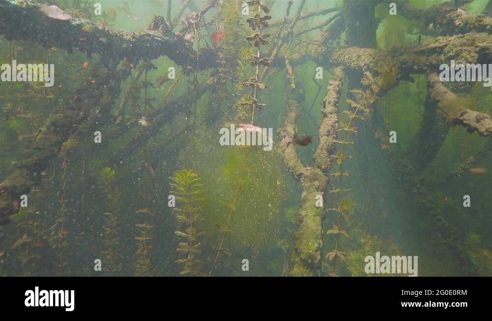 Underwater environment Stock Videos & Footage - HD and 4K Video Clips ...