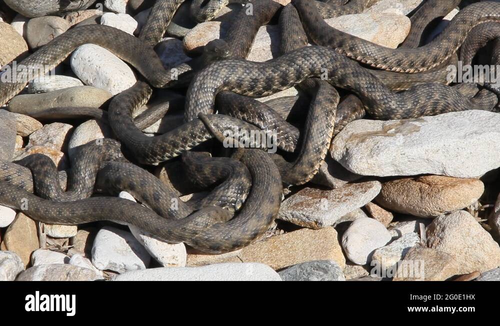 Snakes prey Stock Videos & Footage - HD and 4K Video Clips - Alamy