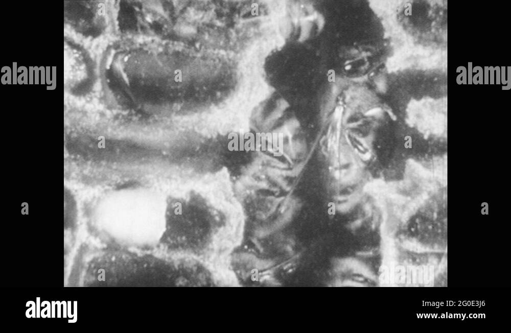 1940s: Worker bees feed larvae. Larvae squirm in cells in honeycomb ...