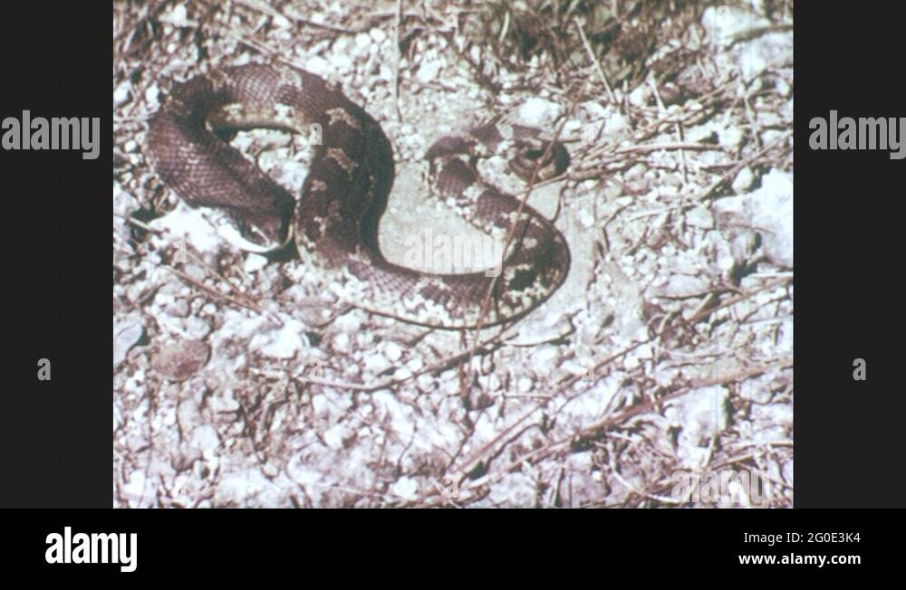 Ground snake Stock Videos & Footage - HD and 4K Video Clips - Alamy