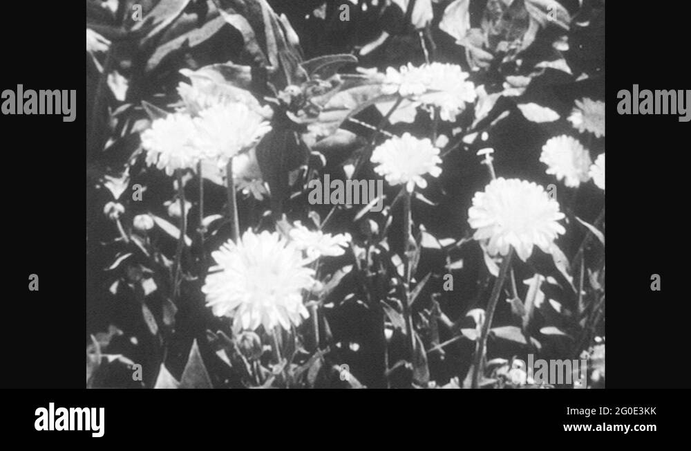 Parts Of The Flower Stock Videos Footage HD And 4K Video Clips Alamy