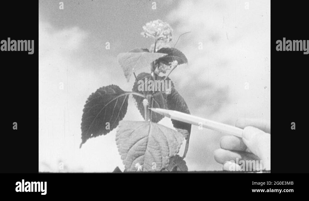 Plant stem anatomy Stock Videos & Footage - HD and 4K Video Clips - Alamy
