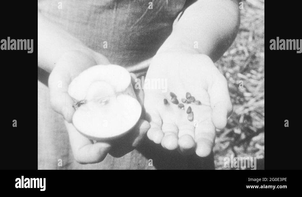 Fruit anatomy Stock Videos & Footage - HD and 4K Video Clips - Alamy