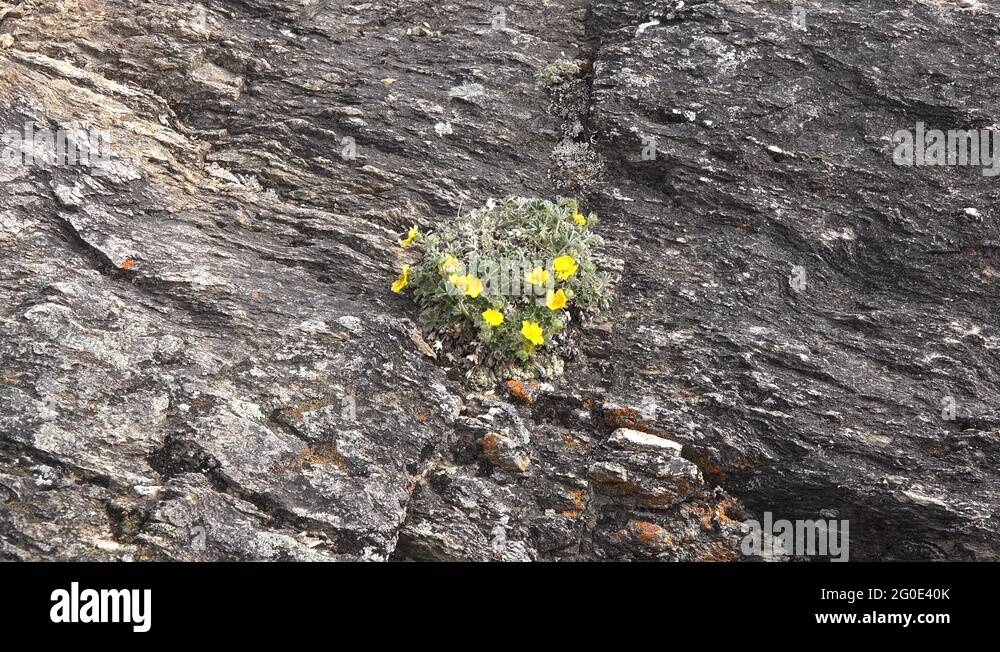 Plant growing in rock cracks Stock Videos & Footage - HD and 4K Video ...