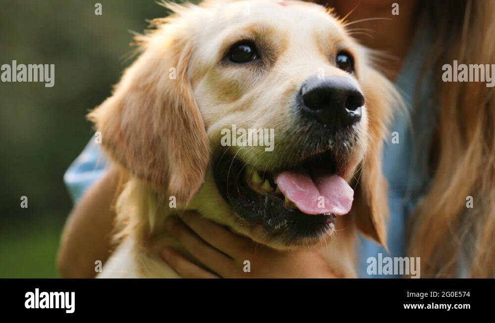 Long haired golden retriever Stock Videos & Footage - HD and 4K Video ...