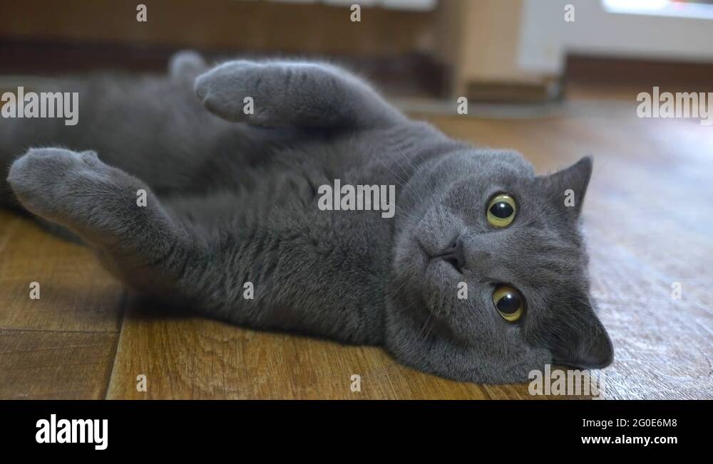 Cat back view isolated Stock Videos & Footage - HD and 4K Video Clips ...