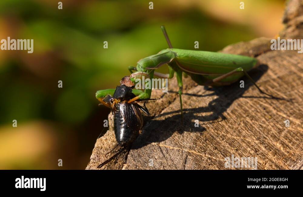 Wildlife mantis Stock Videos & Footage - HD and 4K Video Clips - Alamy