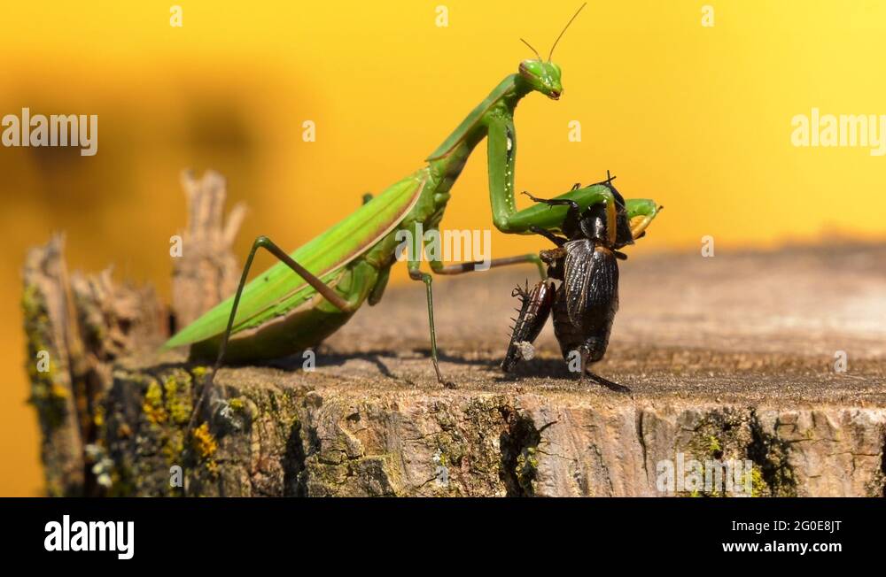 Praying mantis fight Stock Videos & Footage - HD and 4K Video Clips - Alamy