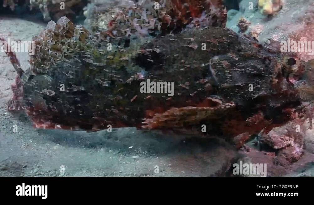 Poisonous sea creature Stock Videos & Footage - HD and 4K Video Clips ...