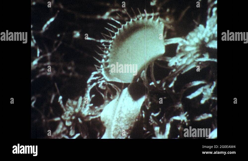 1960s: Venus flytrap plant. Spider enters mouth of Venus flytrap, trap ...
