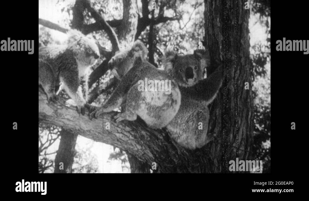 Koalas in tree Stock Videos & Footage - HD and 4K Video Clips - Alamy