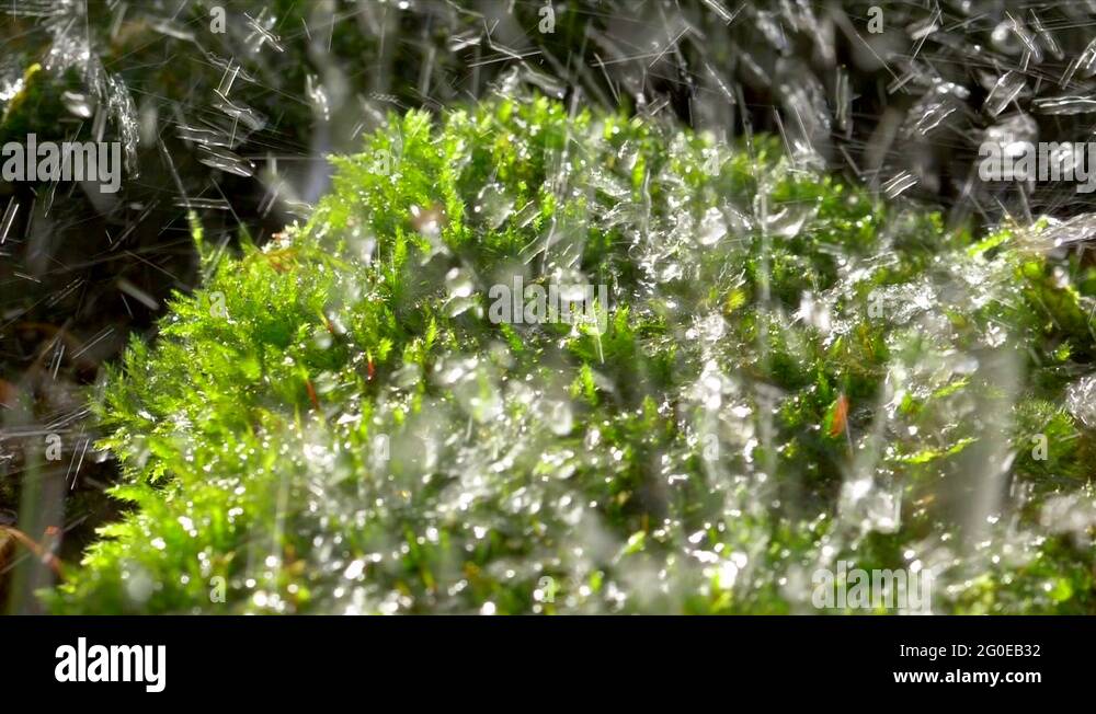 Green moss in heavy rain Stock Videos & Footage - HD and 4K Video Clips ...
