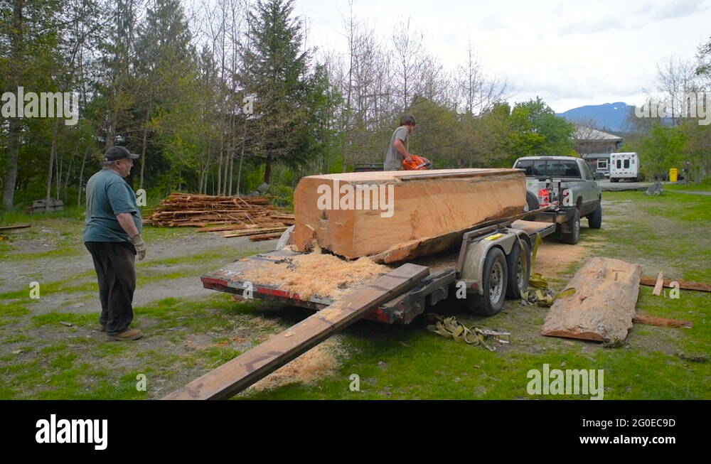 Two person cutting tree in forest Stock Videos & Footage - HD and 4K ...