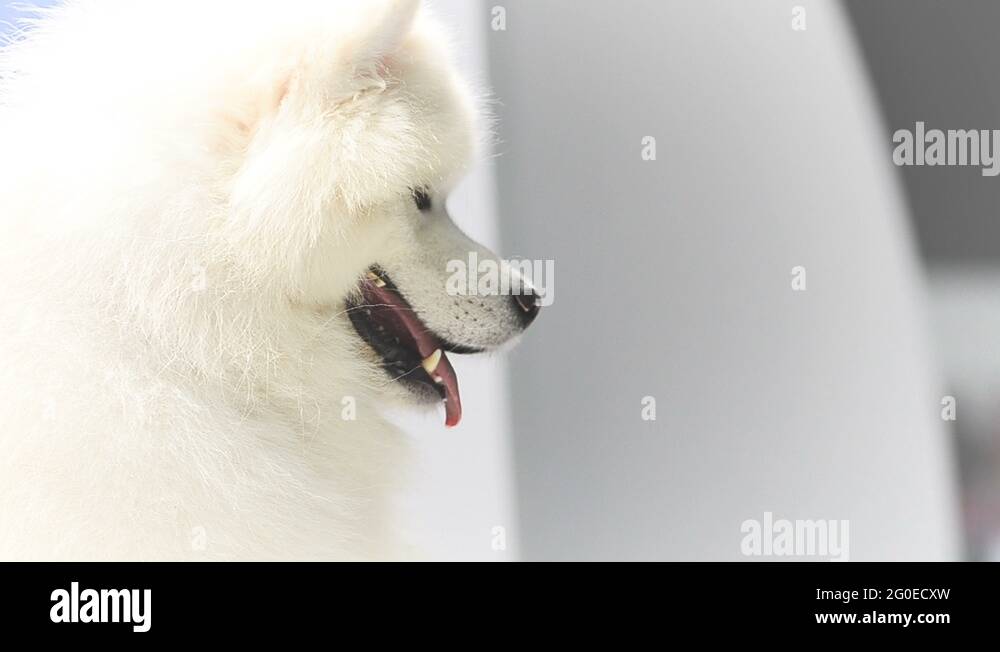 Portrait samoyed Stock Videos & Footage - HD and 4K Video Clips - Alamy