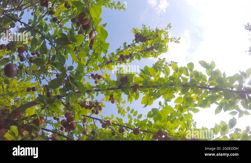 Cluster of fruits Stock Videos & Footage - HD and 4K Video Clips - Alamy