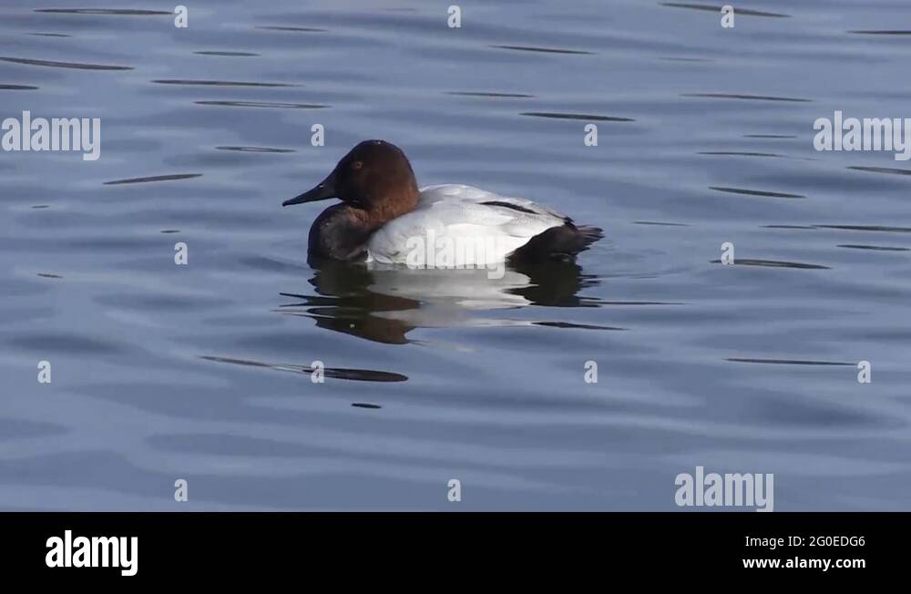 Canvasback aythya valisineria north Stock Videos & Footage - HD and 4K ...