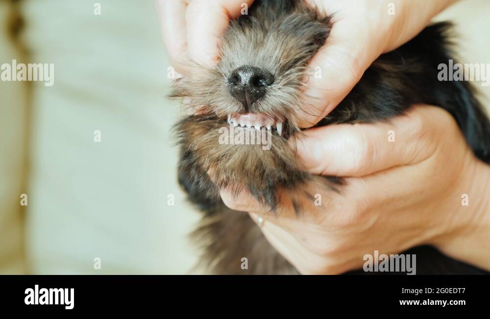 Dog with overbite Stock Videos & Footage - HD and 4K Video Clips - Alamy